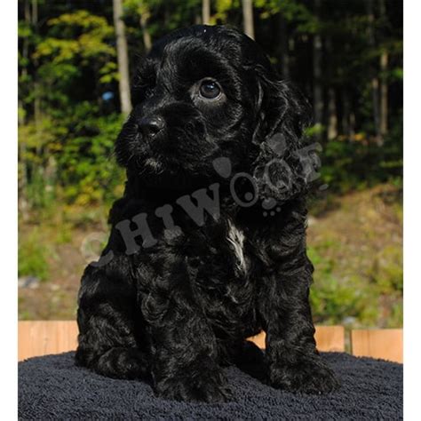 Chiot Cockapoo Mâle Miniature Vendu Chiwoof