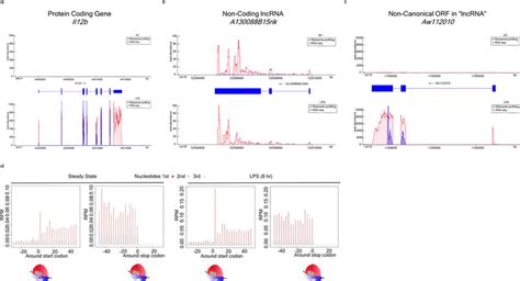 Ribosome Profiling Rna Seq Read Tracing And Riborf Analysis A D