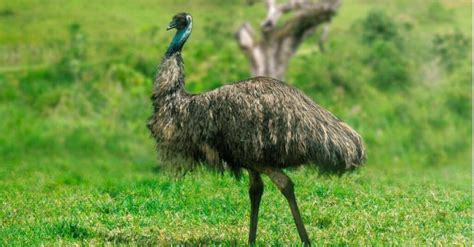 Animais Da Oceania
