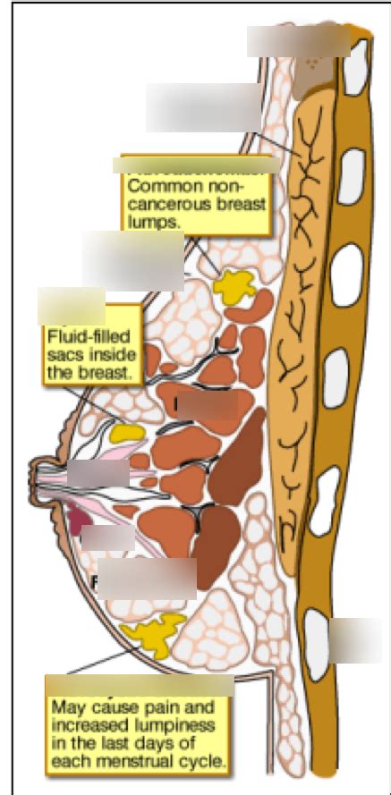 Breast Anatomy Diagram Quizlet