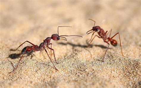 Fast And Effective Ways To Get Rid Of Ants Naturally — Healthy Builderz