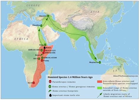 The Age Of Homo Erectus