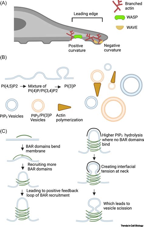 Membrane Curvature As A Signal To Ensure Robustness Of Diverse Cellular Processes Trends In