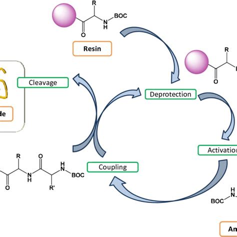 Recombinant Dna Technique For Protein Synthesis Redrawn From 53