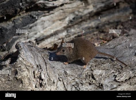 Yellow Footed Antechinus Antechinus Flavipes On A Log Dryandra