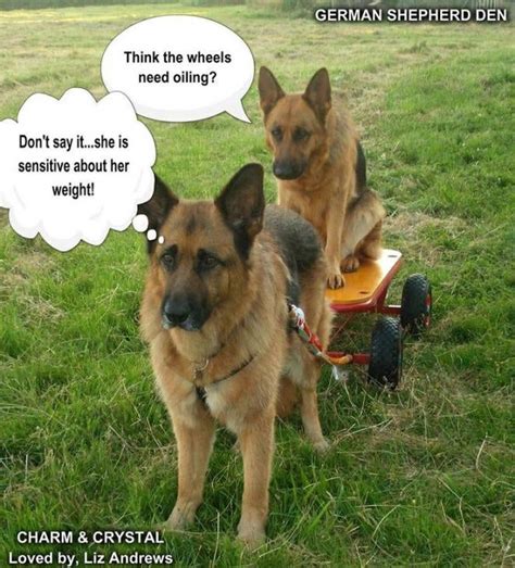German Shepherd Happy Birthday Funny