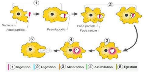 Digestion Process Of Amoeba Qs Study