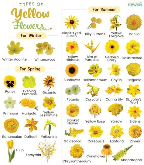 Most Common Types Of Flowers All Types Of Flowers With Names Flower