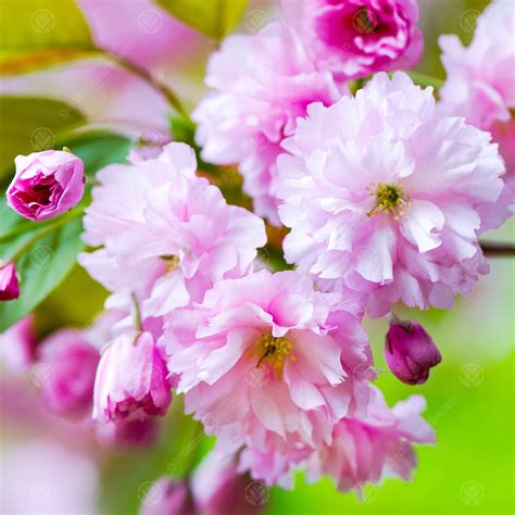 Plant Theory 12m 15m Pink Perfection Flowering Cherry Blossom Tree