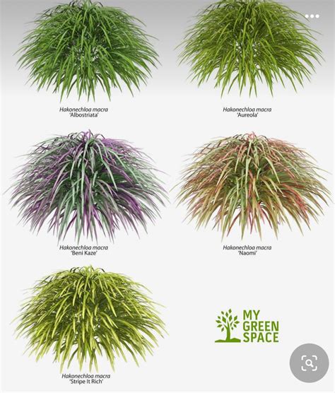 30 Ornamental Grasses And How To Grow Them Artofit