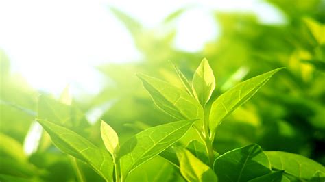 Introduction To Tree Pruners Market Prospects