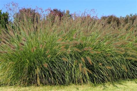 Chinese Fountain Grass Hameln Pennisetum Alopecuroides Hameln