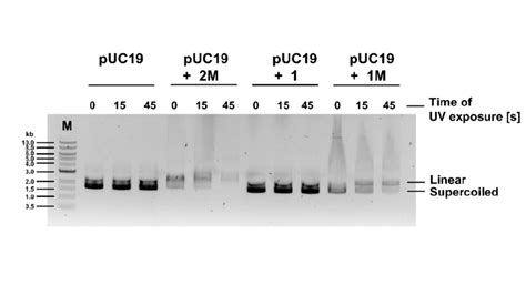 Representative Agarose Gel Of Puc19 Plasmid Dna Incubated With 2m 1 Download Scientific