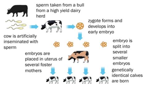 Artificial Embryo Twinning Process