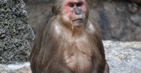 Zootografiando 6100 Animals Macaco RabÓn Stump Tailed Macaque