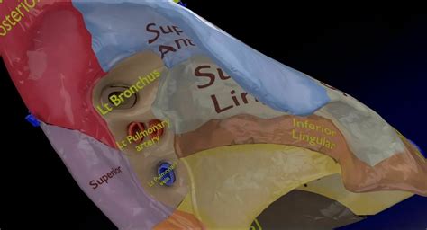 Archivo Stl Pulmón Anatomía Del Segmento Pulmonar Modelo 3d・plan Para Descargar Y Imprimir En 3d