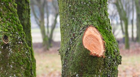 When And Why To Limb Up Trees Bay Landscaping