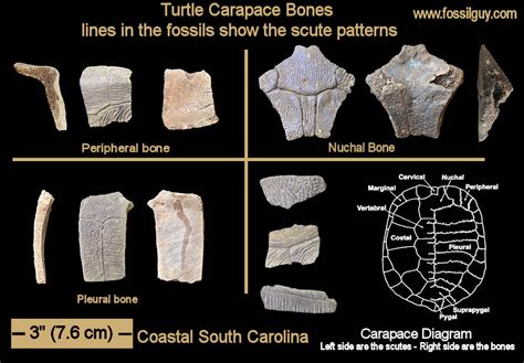 Beach Fossil Bone Identification Outlet