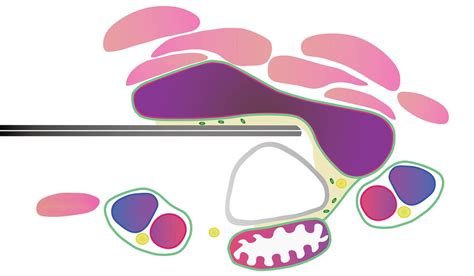Sinking Trachea ⑤ Represents Trachea Shscm Sternal Head Of Download Scientific Diagram