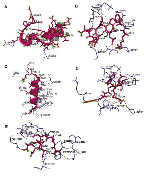 Interaction Between Defensin Peptide And Aerolysin Protein A