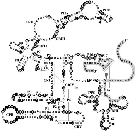 Methanobacterium Diagram 16s Rrna Gene Copy Numbers Of