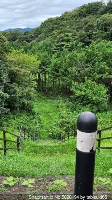 階段を下りると草と木々が生い茂る道の写真・画像素材[5828194] Snapmart（スナップマート）
