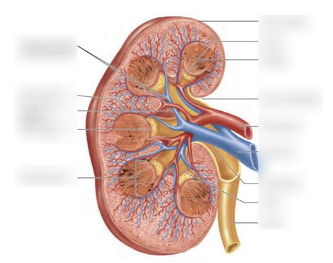 Anatomy And Physiology Final Diagram Quizlet