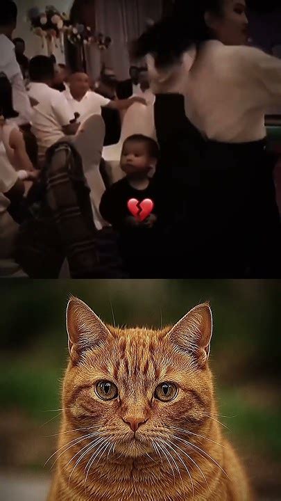 Already Cried🤣 Cat Meme Dance Youtube