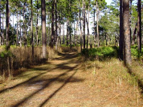 The Pine Flatwoods Trail Florida State Parks
