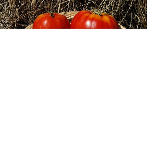 Jory Tomato Sola Seed Company