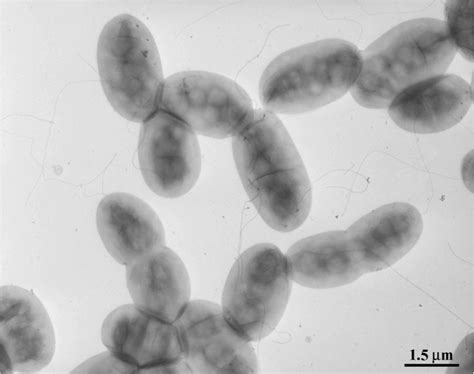 Azospirillum Lipoferum Nbrc 102290