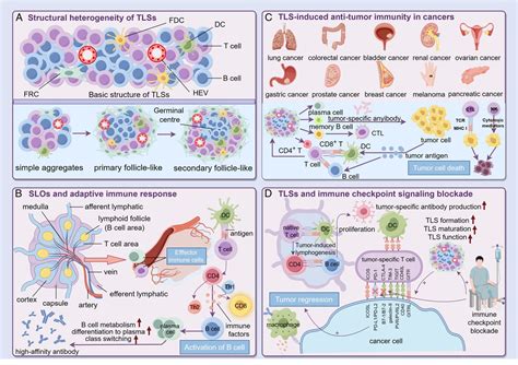 International Journal Of Surgery