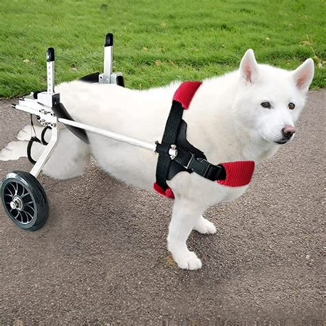 Sillas De Ruedas Para Perros Sillas De Ruedas Para Mascotas Perros