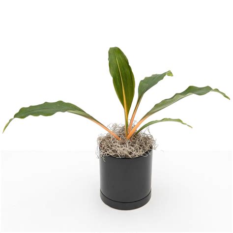 Spider Plant Chlorophytum Fire Orange Glow Houseplant Easy To Grow Bulbs