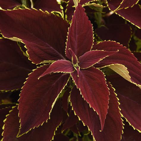 Buy Coleus Ruby Heart For Less With J Parkers