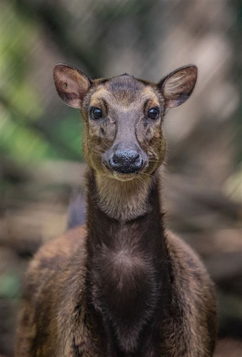 Philippine Deer Species