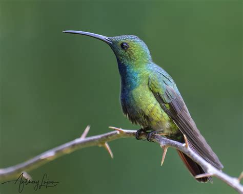 Green Breasted Mango — Anthony Lujan