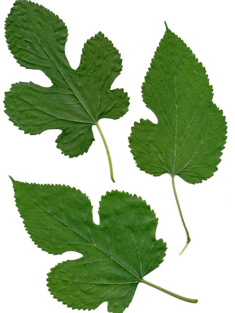 Mulberry Tree Leaves Commercial Uses And Identification