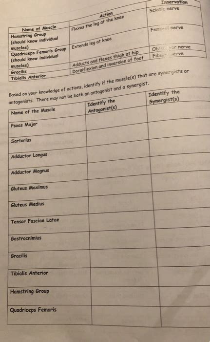 Solved Innervation Scitic Nerve Action Flexes The Leg At The