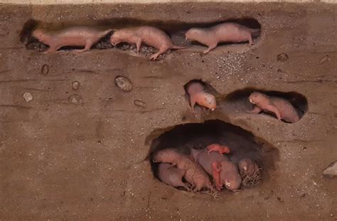 Meet The Mole Rat Thats Immune To Cancer