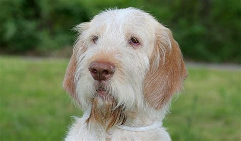 Do Spinone Italiano Dogs Shed