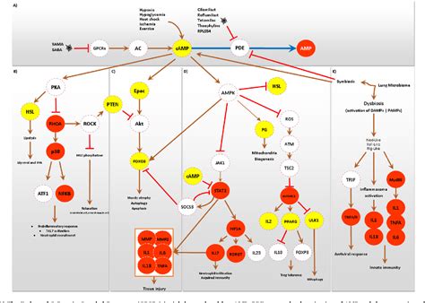 Figure 1 From Camp Pde Signaling In Copd Review Of Cellular Molecular