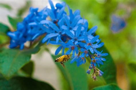Azul Abelha Verde Foto Gratuita No Pixabay Pixabay