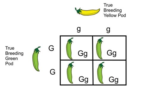 Adventitious Root Biology Simple