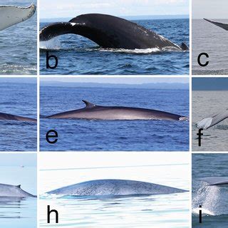 Body Parts Of Blue Whale And Fin Whale Not Shown Used For