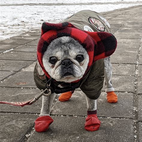 Sakura Suji R Pugs