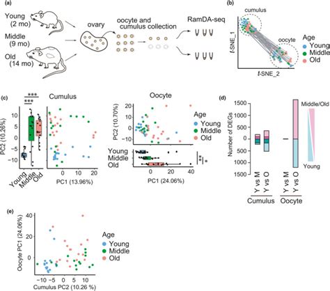 Single‐oocyte Transcriptome Analysis Reveals Aging‐associated Effects