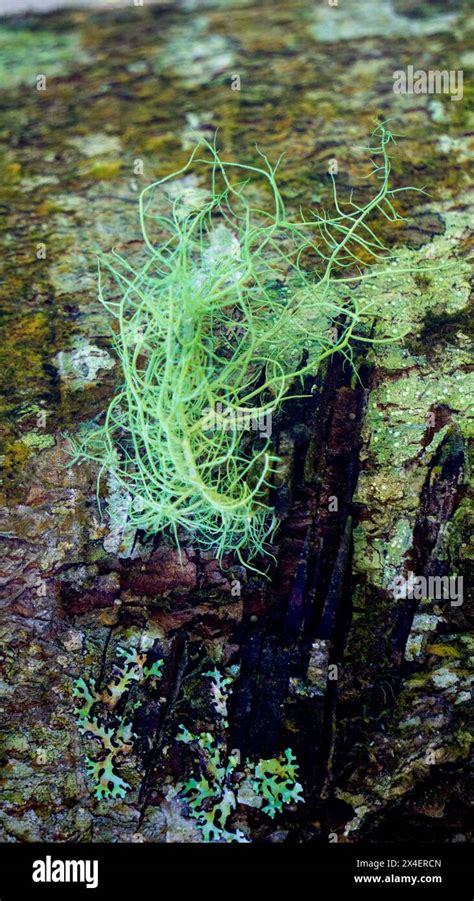 Usnea Cornuta Old Mans Beard Beard Lichen Beard Moss Tahi Angin