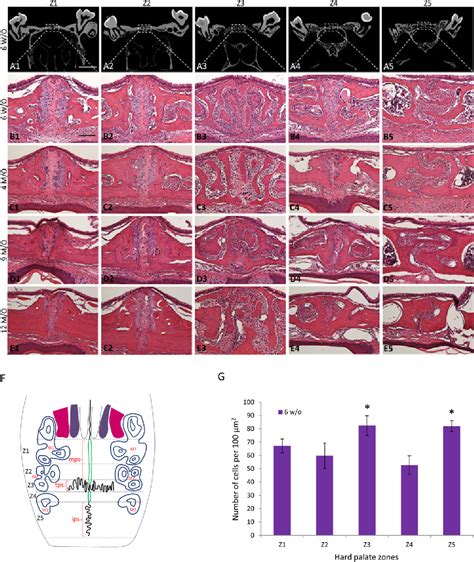 Figure 1 From The Mouse Palate And Its Cellular Responses To Midpalatal