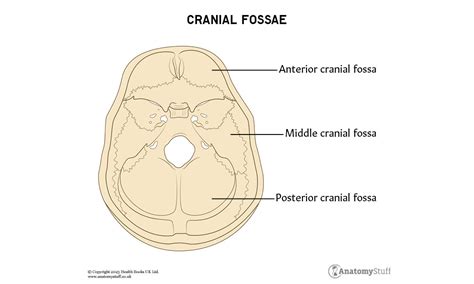 Posterior Cranial Fossa Anatomy